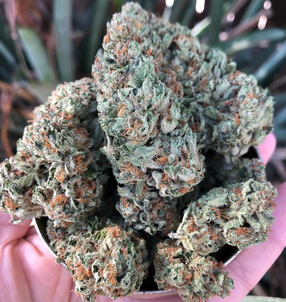 Sativa Archives - Thin Air Nursery