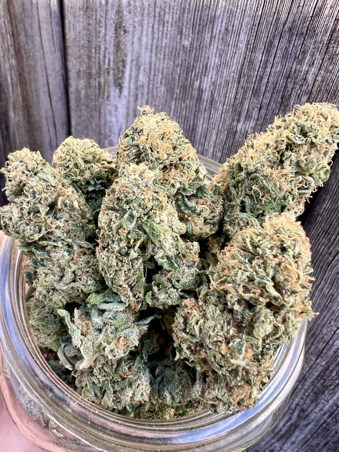 Hybrid Archives - Thin Air Nursery